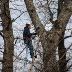 When To Prune Maple Trees Optimal Times Pond Informer