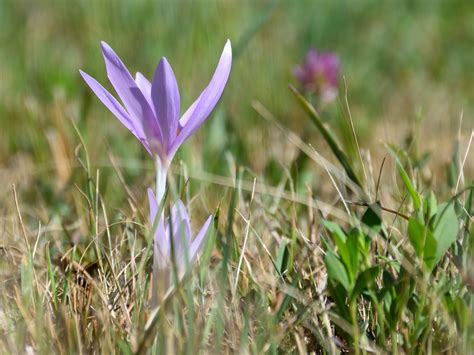 무료 이미지 자연 들 목초지 대초원 식물학 플로라 야생화 크로커스 매크로 사진 여름 초원 꽃 피는 식물 잔디 가족 육상 식물 홍채 가족