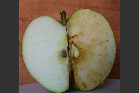 ¿qué Es La Oxidación Concepto Y Ejemplos