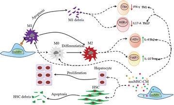 Schema Depicting Mechanisms Of MSC And MSC CM Therapy MSCs And MSC CM Download Scientific