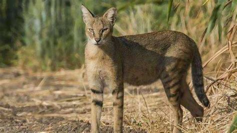 农村消失的动物神秘的野狸子是猫的天敌敢跟狗斗 腾讯视频