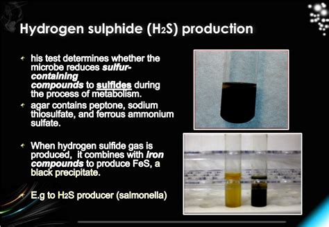 Ppt Bacteriological Laboratory Diagnosis Powerpoint Presentation