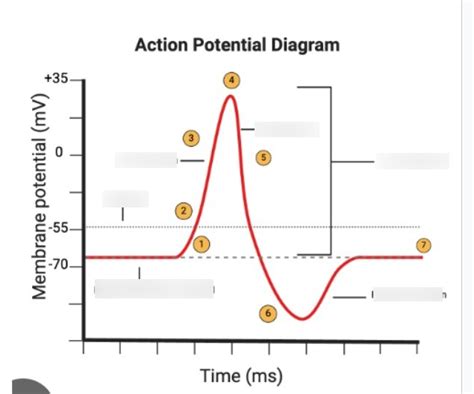 Action Potential Steps Diagram Quizlet