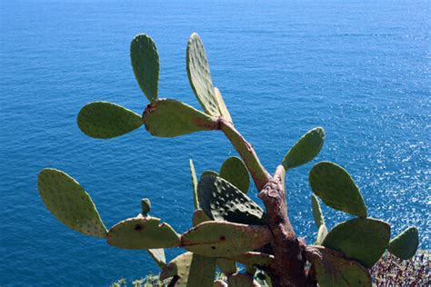 Assolato Bilder Bläddra Bland 7865 Stockfoton Vektorer Och Videor