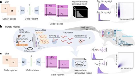 biophysical modeling with variational autoencoders for bimodal