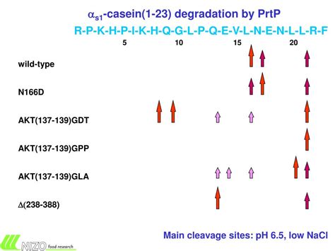 Ppt Homology Modelling Of Cell Envelope Proteinase Powerpoint