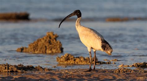 Australian White Ibis BirdLife Australia