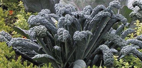Kale Tuscan Black Pohlmans The Plant People Phone 07 5462 0477