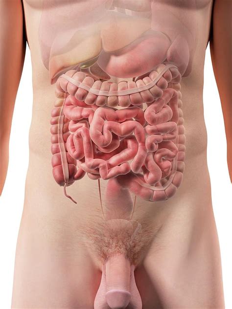 Male Digestive System Photograph By Sciepro Fine Art America