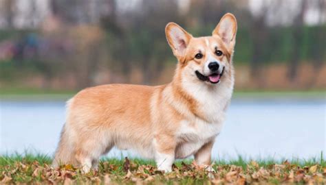 Виды овчарок список всех овчарок с фото и описанием