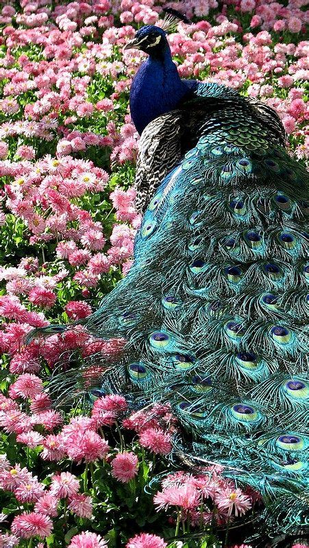 17 Best Images About Birds Peacocks In All Colors On Pinterest Green