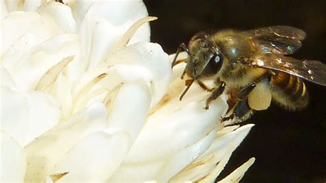 Relationship Between Flower And Honey Bee Best Flower Site