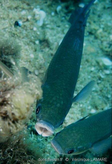 Chelon Labrosus Doris