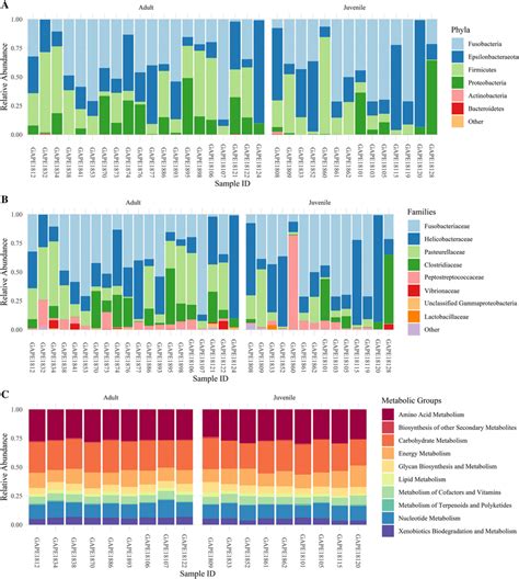Bacterial Phyla And Families Detected In 16s Rrna Sequencing Data A Download Scientific