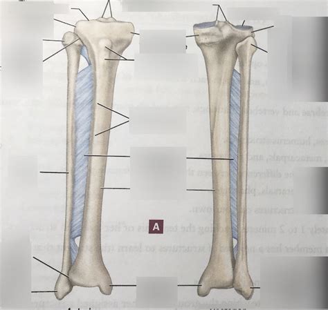Asu Jp Hyatt Lab Right Tibia And Fibula Diagram Quizlet