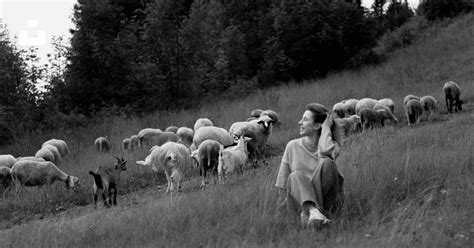 Foto Una Mujer Sentada En Un Campo Con Un Rebaño De Ovejas Imagen