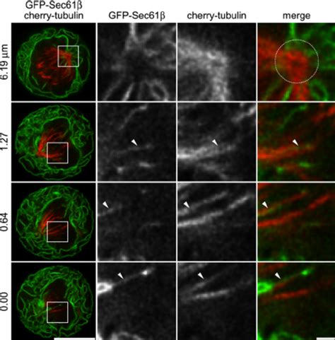 Partial Alignment Of Er Tubules With The Spindle In Mitotic Cells