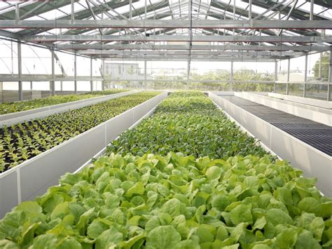 植物工廠 溫室種植 有機蔬菜 有機種植 自然種植 糧食安全 碩園股份有限公司