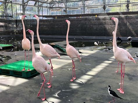ハシビロコウがいる掛川花鳥園に出向いて家族で動物とふれあってきた松野宗弘税理士事務所