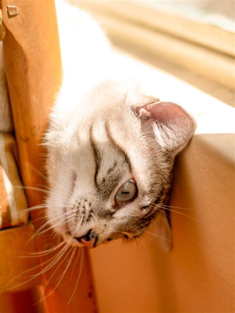 Gato Blanco Desnudo En La Silla Foto De Archivo Imagen De Rayado