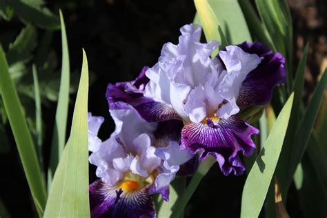 Iris Pair By Wintersky12 On Deviantart