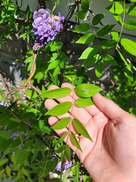 American Wisteria Propagation Rnativeplantgardening American Wisteria Propagation Rnativeplantgardening