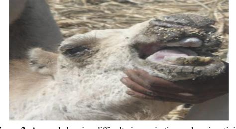 Figure 1 From Epidemiology And Clinical Features Of Camel Pox In Eastern Sudan Semantic Scholar