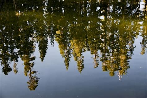 Premium Photo Reflection Of Trees On Lake