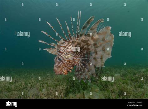 Lionfish In The Red Sea Colorful Fish Eilat Israel Stock Photo Alamy