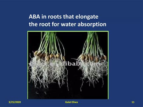 Plant Growth Regulators Abscisic Acid Pdf