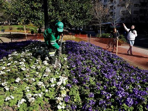 Árboles Que Florecen En Invierno En Argentina Un Espectáculo De Color
