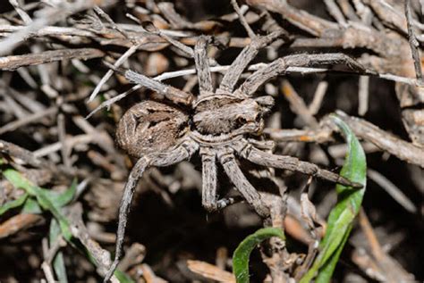 Araña Lobo Características Hábitat Alimentación Y Reproducción