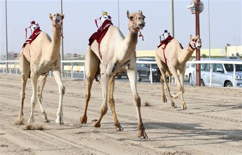 الذهبي سالم بن فاران يقود هجن الشحانية للفوز بناموسي الثنايا مفتوح لبرقه لسباقات الهجن