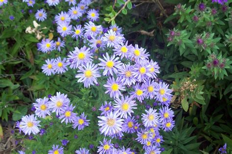 What Do Asters Look Like Before They Flower At Lucas Loche Blog