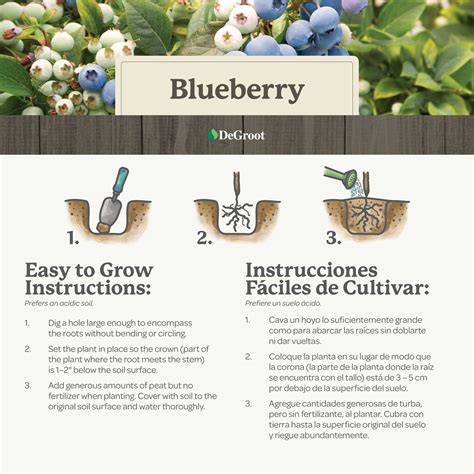 Blueberry Plant Spacing Can Blueberry Grow In Hot Climate Discover