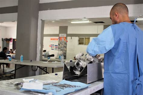 Invitan a campaña de esterilización masiva en el centro comunitario Dale Segundo a Segundo
