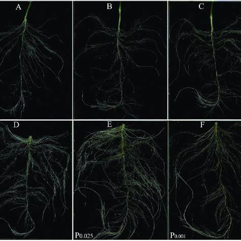 The Morphological Parameters Of Melon Seedlings Under Low Pi Stress