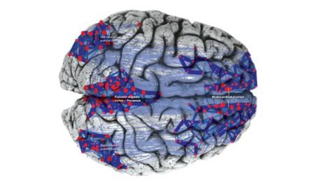 The Default Neural Network Dnn What Happens In Our Brain When We