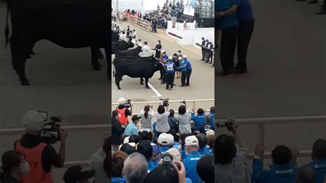 全国和牛能力共進会全共鹿児島大会 県代表が5区で首席 YouTube