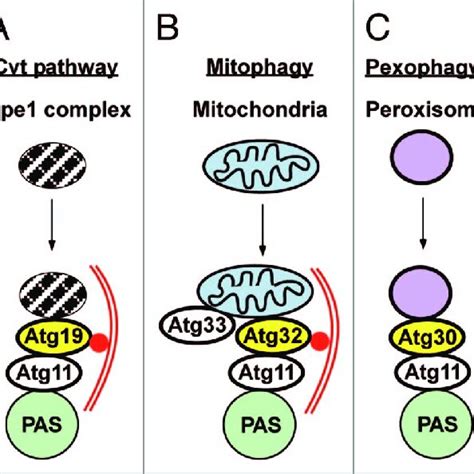 Cargo Receptors Involved In Degradation Of Proteins By Selective