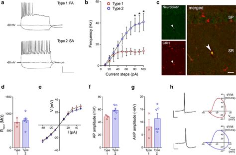 Crh Interneurons Located In The Str Radiatum Have Heterogeneous Firing Download Scientific