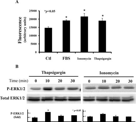 Intracellular Calcium Level And Erk12 Activation A Serumstarved Hle