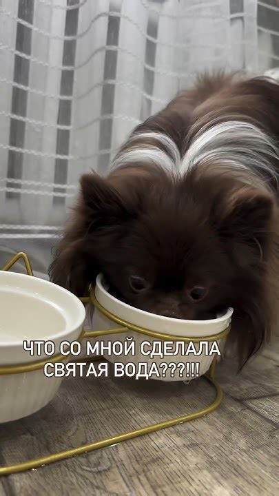 Вы чем нибудь угощаете🐶в Пасху а может и не только Пиши в комментах