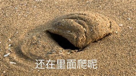 大海退潮后，小丁在山东日照赶海，捉鱼，怼皮皮虾出洞三农农村赶海好看视频
