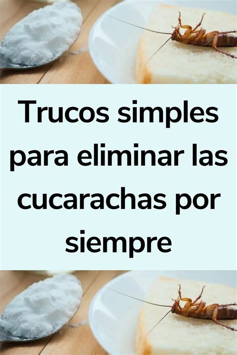 Trucos Simples Para Eliminar Las Cucarachas Por Siempre