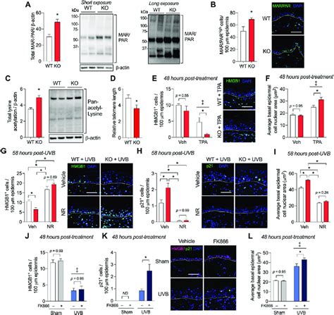 Telomere Dysfunction After Epidermal Pgc 1a Loss Sensitizes Stem Cells