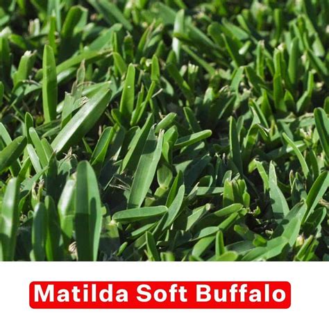 Buffalo Grass Perth Buffalo Turf Buffalo Roll On Lawn