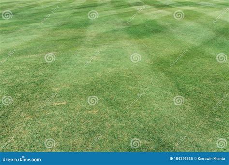 Perfectly Striped Freshly Mowed Garden Stock Image Image Of Meadow