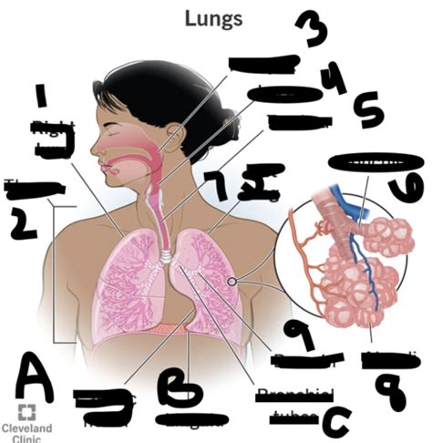 Physiology Exam 4 Flashcards Quizlet
