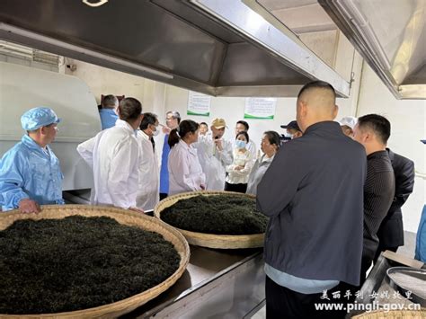 三阳镇：加强工艺提升培训 助力茶叶产业发展 平利县人民政府
